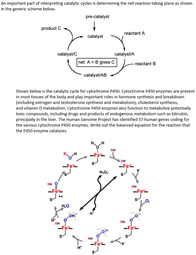 an important part of interpreting catalytic cycles is determining the ...