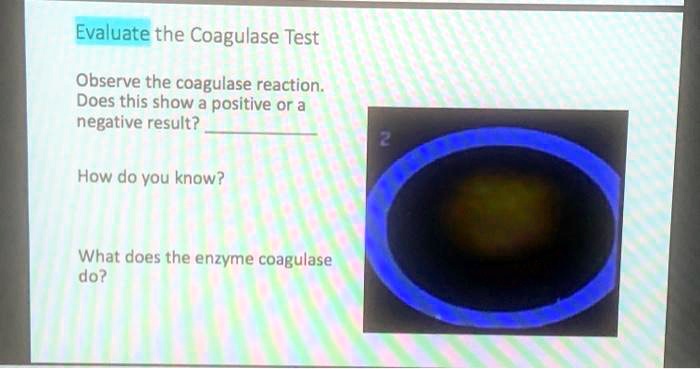 SOLVED: Evaluate the Coagulase Test Observe the coagulase reaction ...