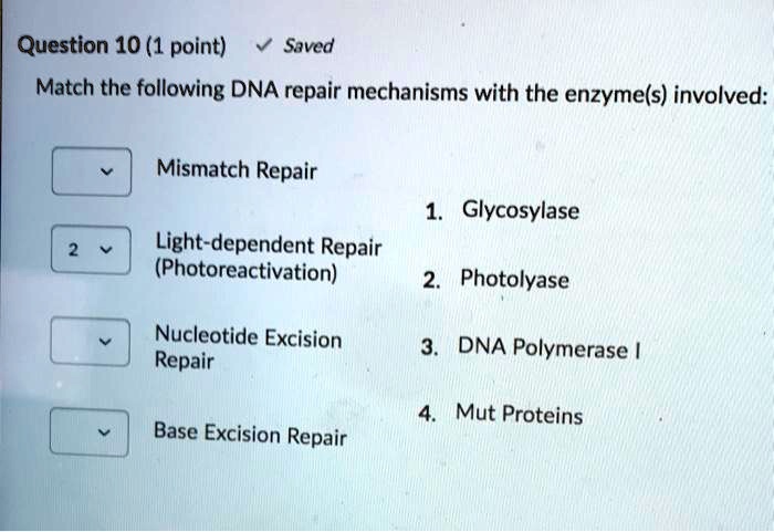 SOLVED: Question 10 (1 point) Saved: Match the following DNA repair ...