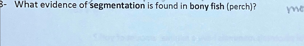 3- What evidence of segmentation is found in bony fish (perch)?