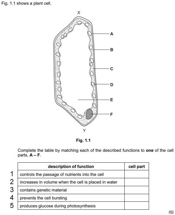 'answer the picture question Fig: 1.1 shows plant cell: Fig: 1.1 ...