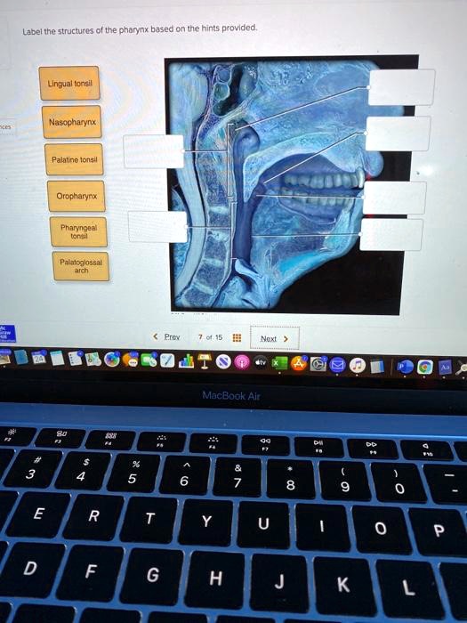 label the structures of the pharynx based on the hints provided lingual ...