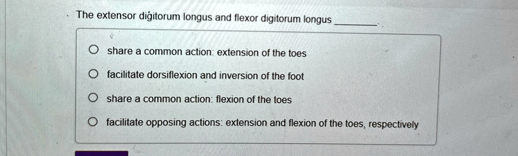 The extensor digitorum longus and flexor digitorum longus Oshare a ...