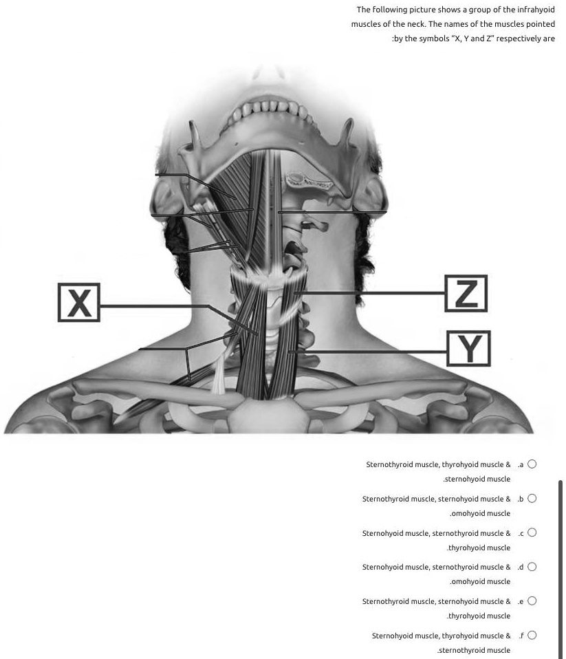 the following picture shows a group of the infrahyoid muscles of the ...