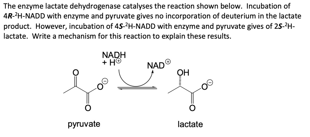 the enzyme lactate dehydrogenase catalyses the reaction shown below ...