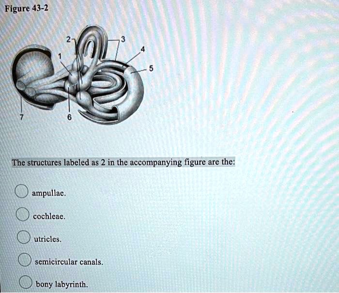 SOLVED: Figure 43-2 The structures labeled as 2 in the accompanying ...