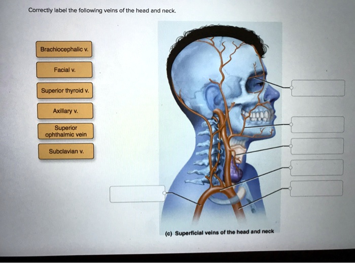 Correctly label the following veins of the head and neck ...