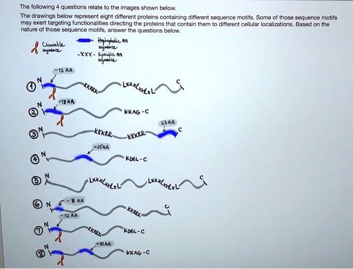 SOLVED: The following questions relate to the images shown below: The drawings below represent ...