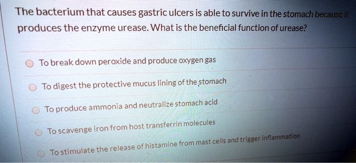 The bacterium that causes gastric ulcers is able to survive in the ...