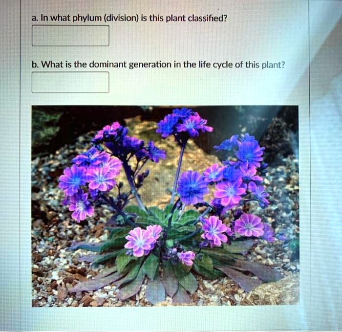 SOLVED: a. In what phylum (division) is this plant classified? b. What ...