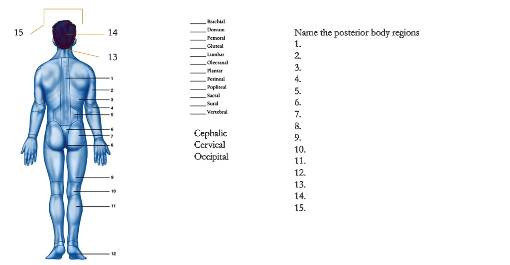 15 14 13 Brachial Dorsum Femoral Gluteal Lumbar Name the posterior body ...