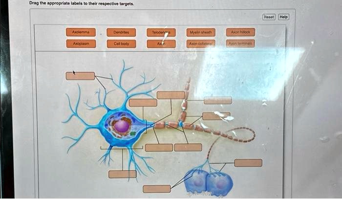texts label the diagram drag the appropriate labels to their respective targets reset help axon ...