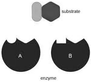 substrate enzyme
