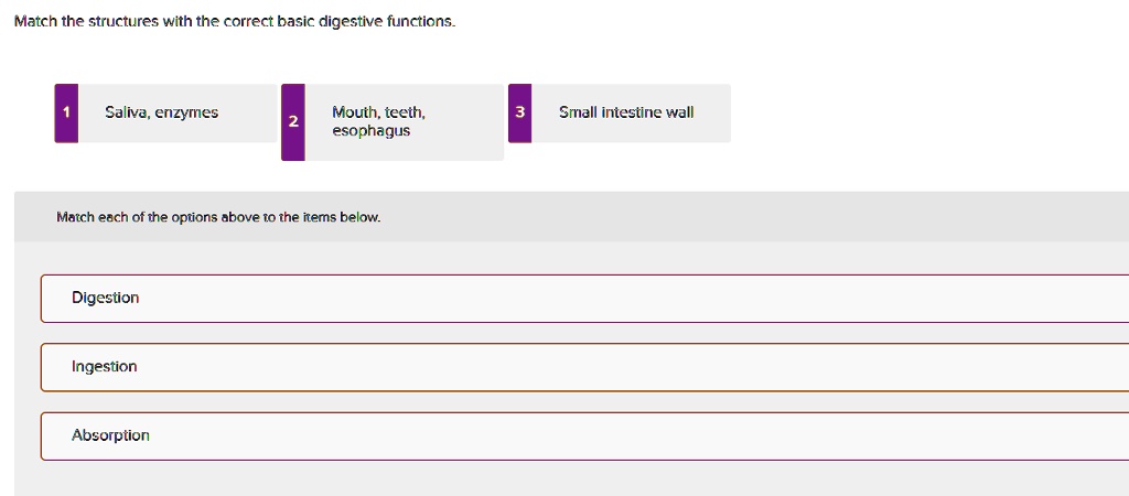 match the structures with the correct basic digestive functions ...