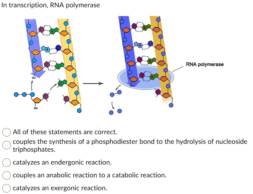 SOLVED: In transcription; RNA polymerase RNA polymerase AIl of these ...