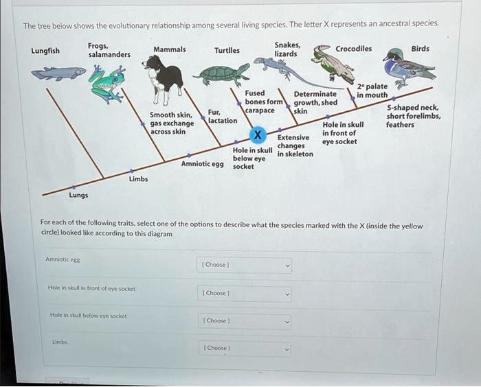 The tree below shows the evolutionary relationship among several living ...