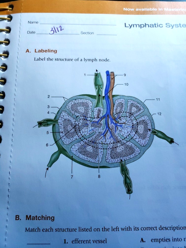 Name Date 3112 Section A. Labeling Label the structure of a lymph node. 2 3 4 5 6 7 8 Now ...