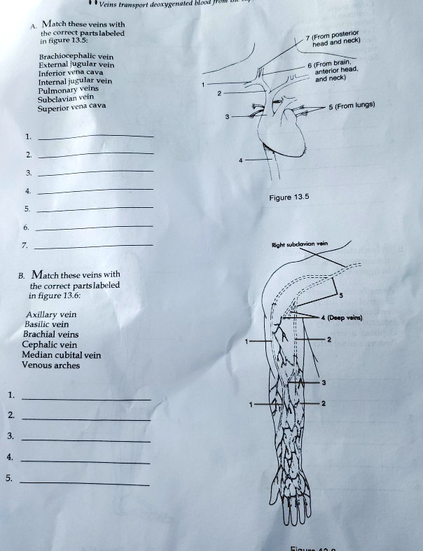 Jugular Venous Arch 14.triangles of the neck and root of the