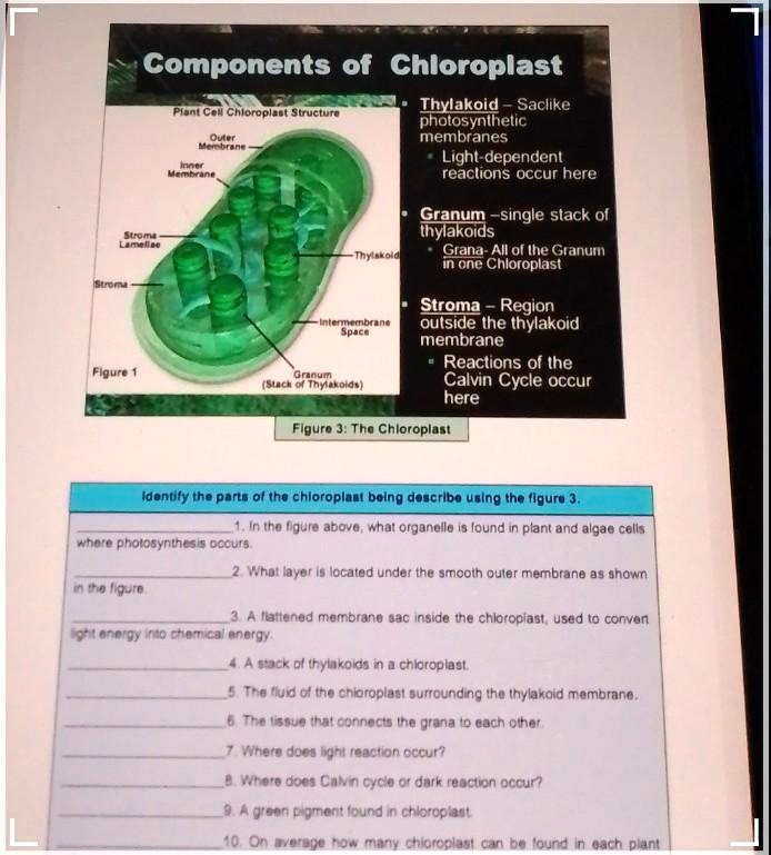 SOLVED: 'Components of Chloroplast Plant Cell Chloroplast Structure Outer Membrane Thylakoid ...