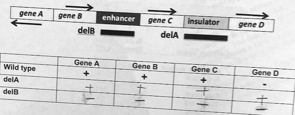 The diagram below shows a region of a mouse chromosome containing four ...