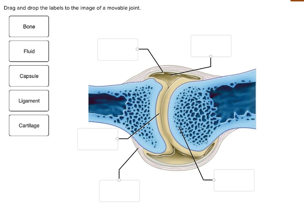 SOLVED: Drag and drop the labels to the image of a movable joint Bone ...