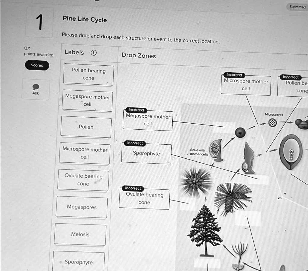 SOLVED: 1 Pine Life Cycle Please drag and drop each structure or event to the correct location ...