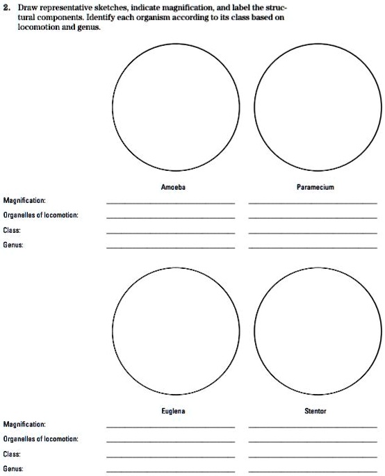 Draw representative sketches, indicate magnification, and label the ...