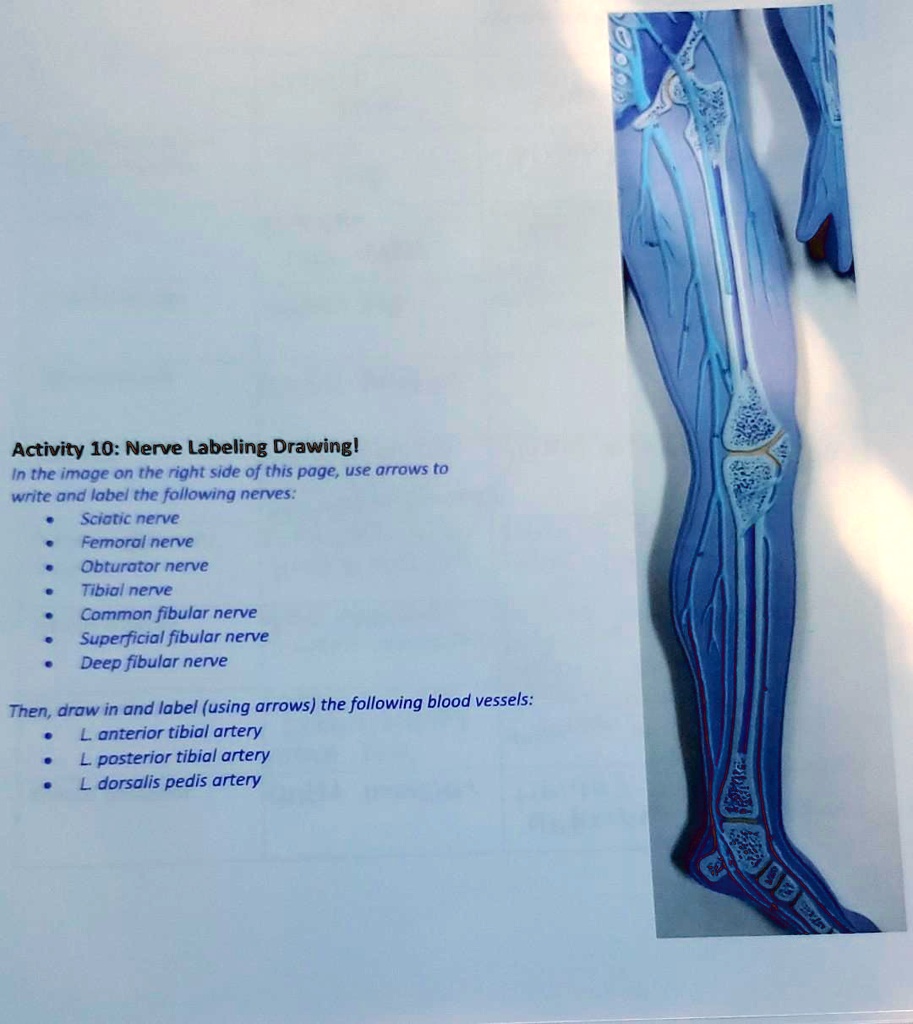 SOLVED: Activity 10: Nerve Labeling Drawing! In the image on the right ...