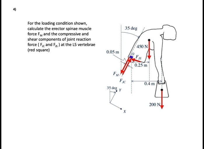 SOLVED: For the loading condition shown, calculate the erector spinae ...