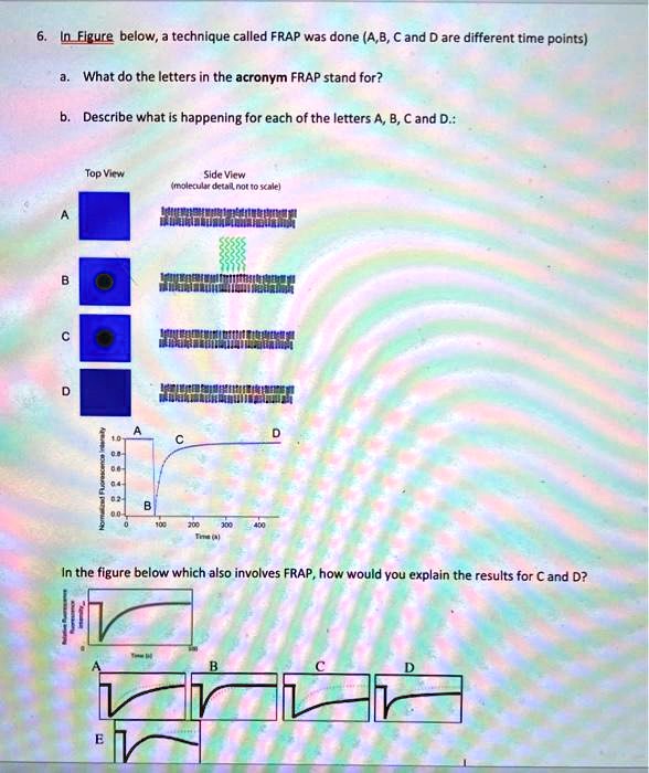 SOLVED: Figure below; technique called FRAP was done (4,8, C and D are ...