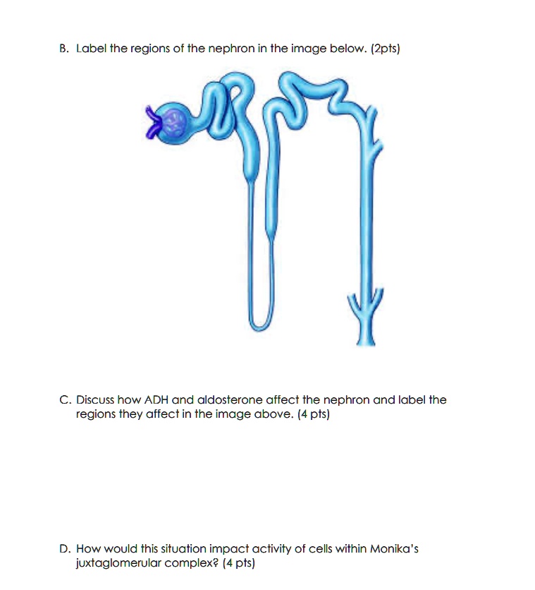 Label the regions of the nephron in the image below 2pts...