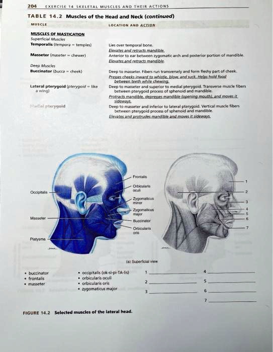 SOLVED: EXERCISE SA SKELETAL MUSCLES AND THEIR ACTIONS TABLE 14.2 ...