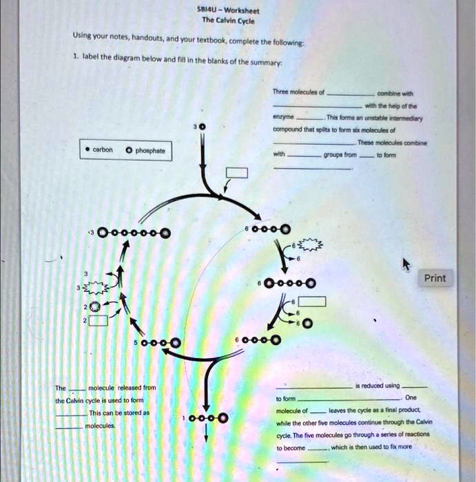 The SBI4U-Worksheet The Calvin Cycle Using your notes, handouts, and ...