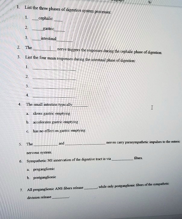 SOLVED: 1. List the three phases of digestive system processes: 1 ...