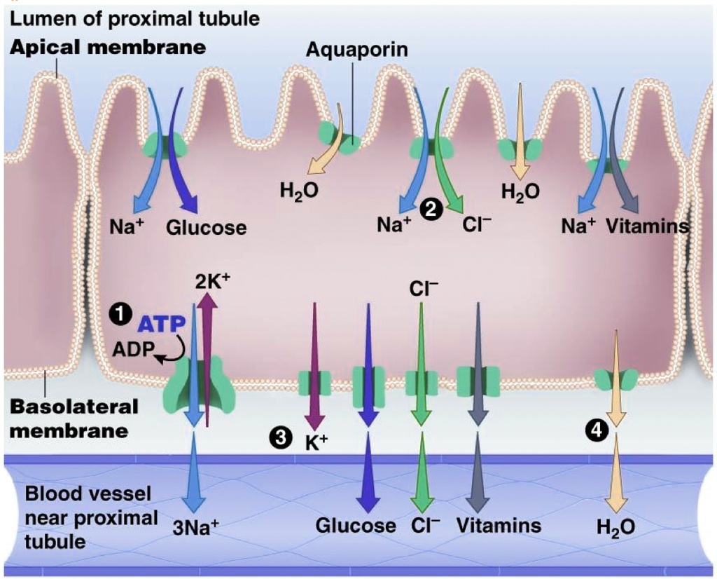 Lumen of proximal tubule Apical membrane Aquaporin H2O Na+ Glucose H2O ...
