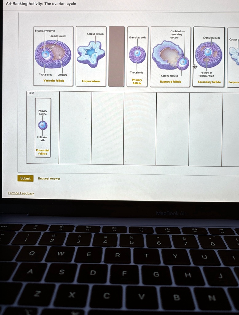 Art-Ranking Activity: The Ovarian Cycle Secondary Oocyte Granulosa ...