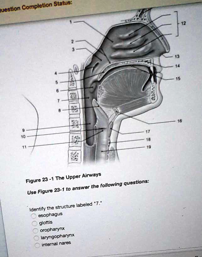 uestion completion status 12 13 14 15 16 17 10 18 11 19 figure 23 1 the upper airways use figure ...