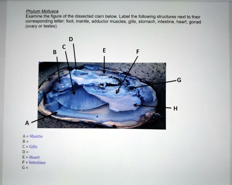 SOLVED: Phylum Mollusca Examine the figure of the dissected clam below ...