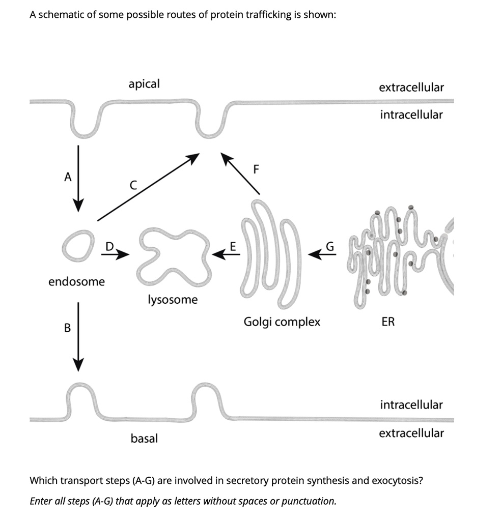 A schematic of some possible routes of protein trafficking is shown: A ...