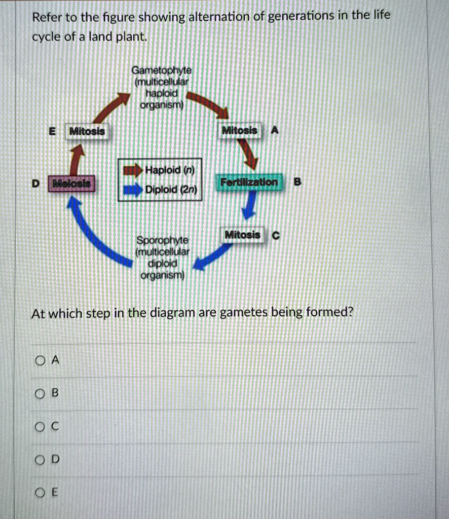 Refer to the figure showing alternation of generations in the life ...