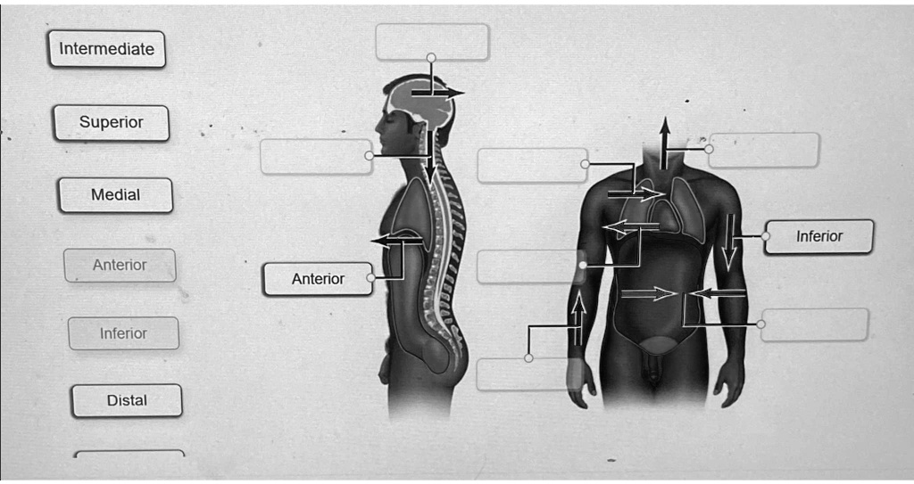 Intermediate Superior Medial Anterior Anterior Inferior Distal ...