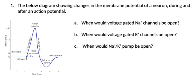 1. The below diagram showing changes in the membrane potential of a ...