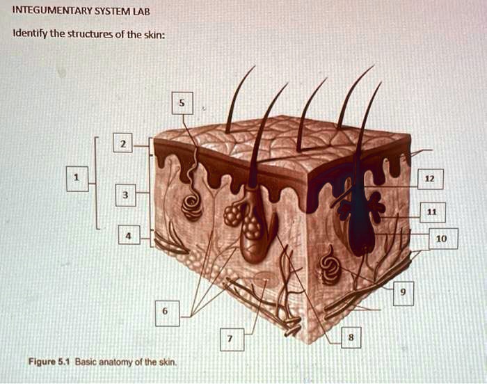SOLVED: INTEGUMENTARY SYSTEM LAB Identify the structures of the skin ...
