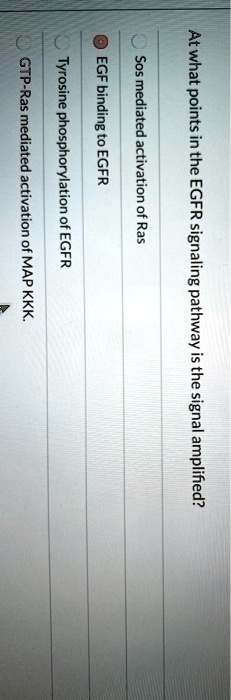 SOLVED: MV EGF 8 1 Tyrosine phosphorylation of EGFR activation of Ras ...