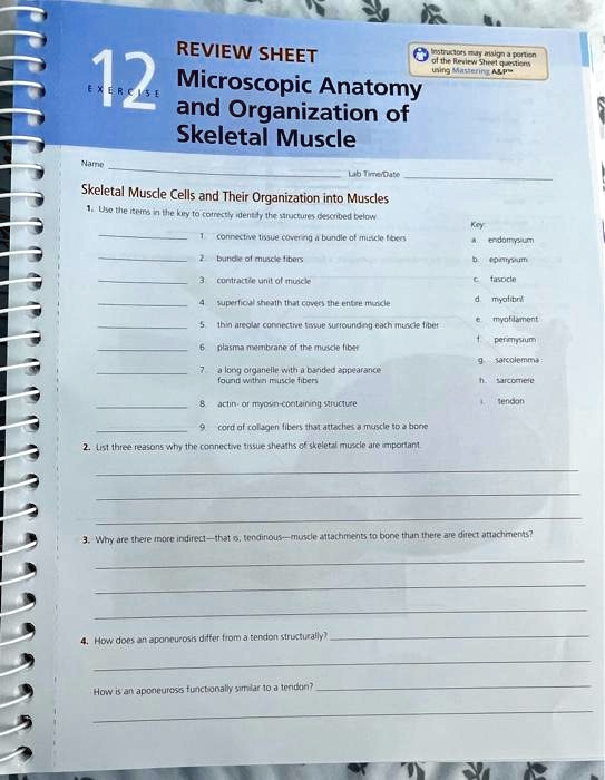 EXERCISE Name REVIEW SHEET Microscopic Anatomy and Organization of ...