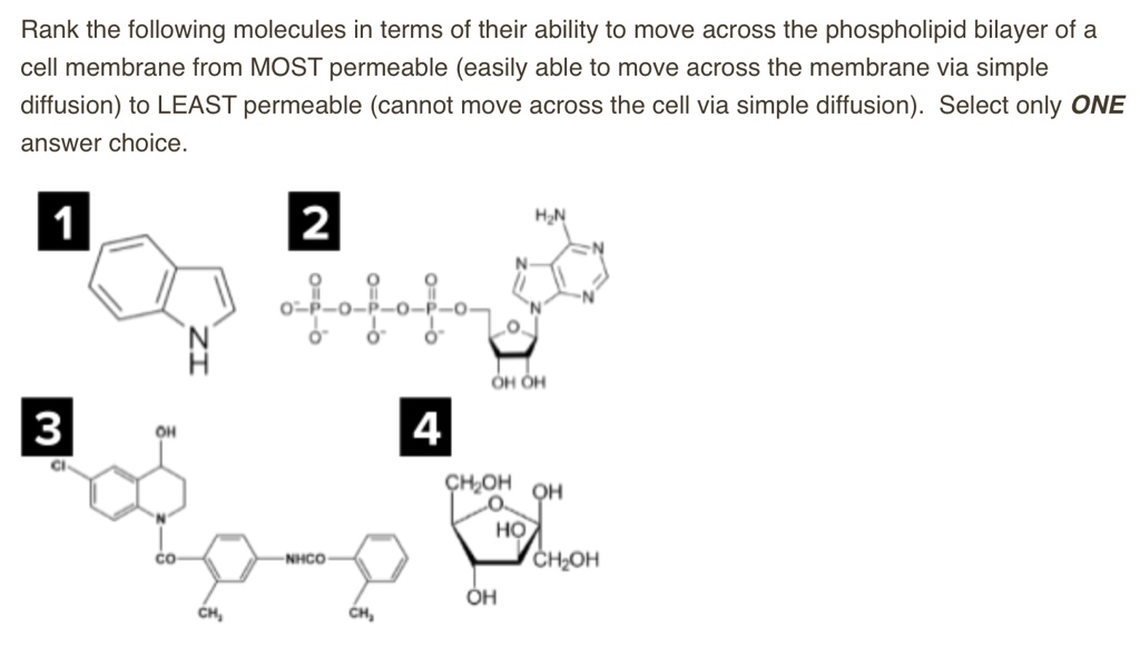 rank the following molecules in terms of their ability to move across ...