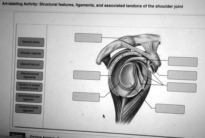 SOLVED: Art-labeling Activity: Structural features, ligaments, and ... SOLVED: Art-labeling Activity: Structural features, ligaments, and ...