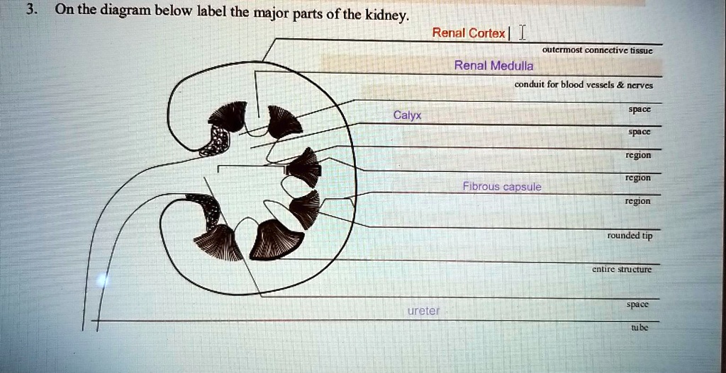 VIDEO solution: On the diagram below, label the major parts of the ...