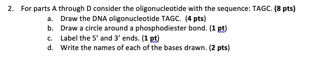 SOLVED: 2 For parts A through D consider the oligonucleotide with the ...