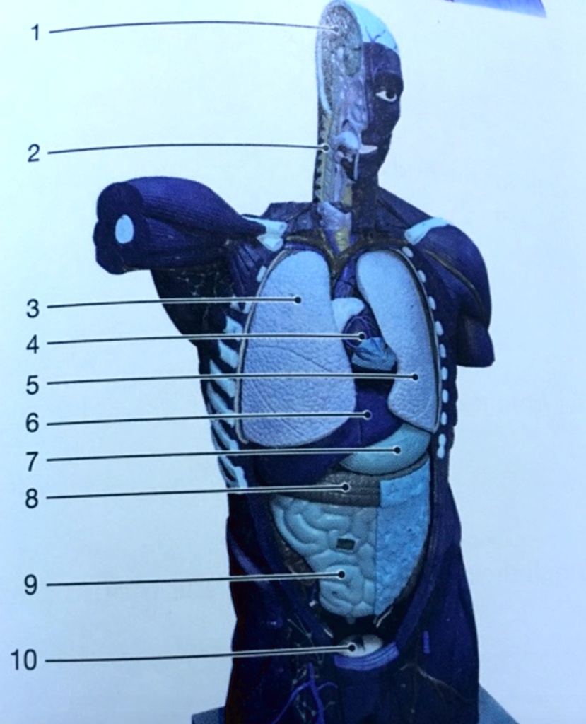Label the organs of the ventral body cavity 2 3 4 5 6 7 8 9 10